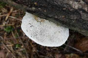 Thin Walled Maze Polypore: Identification and Uses - Mushroom Appreciation