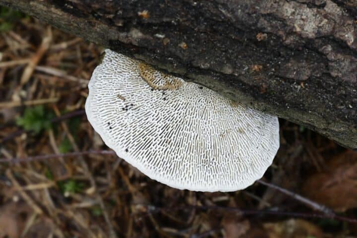 Thin Walled Maze Polypore: Identification and Uses - Mushroom Appreciation