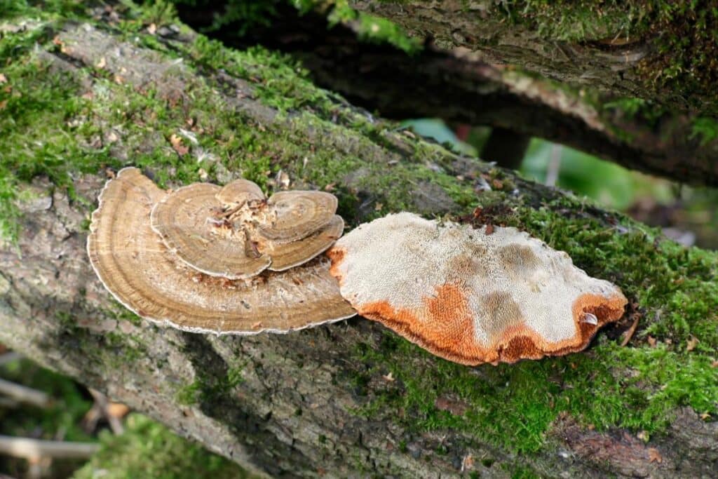 Thin Walled Maze Polypore: Identification and Uses - Mushroom Appreciation