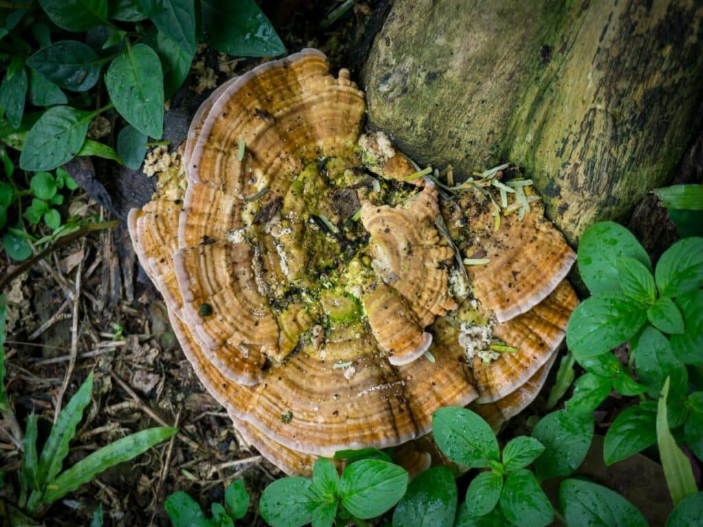 Thin Walled Maze Polypore: Identification and Uses - Mushroom Appreciation