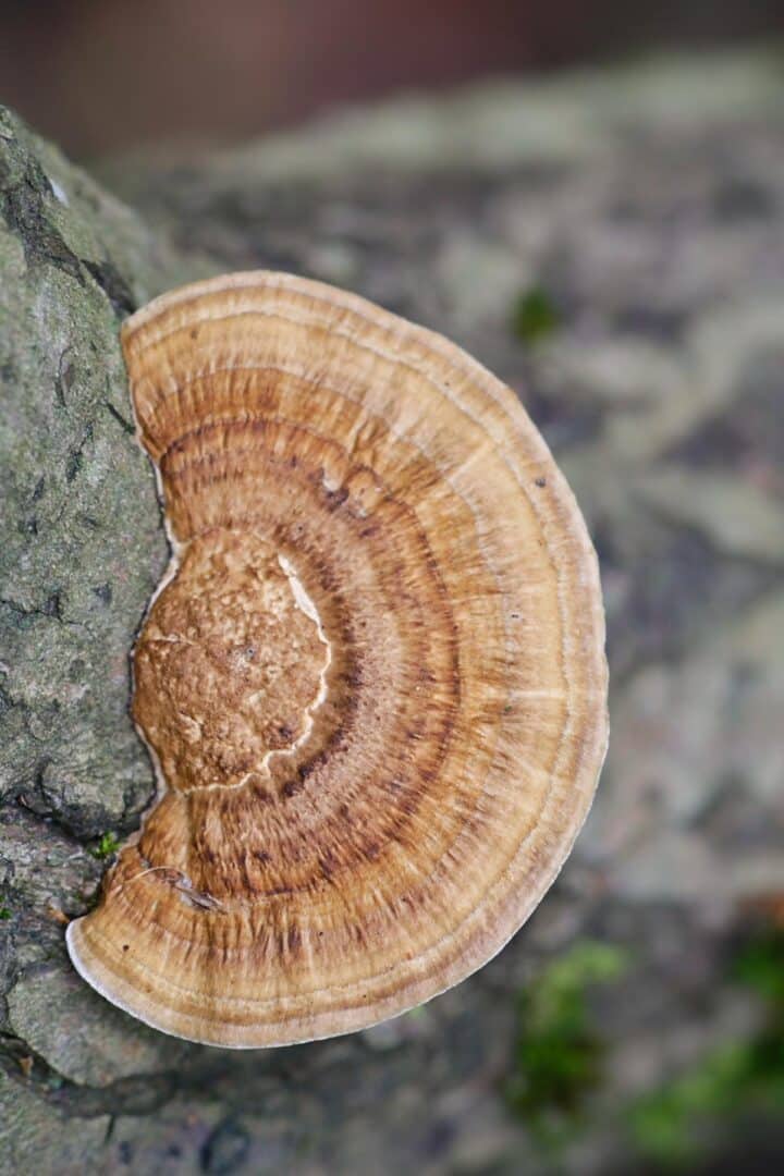 Thin Walled Maze Polypore: Identification and Uses - Mushroom Appreciation