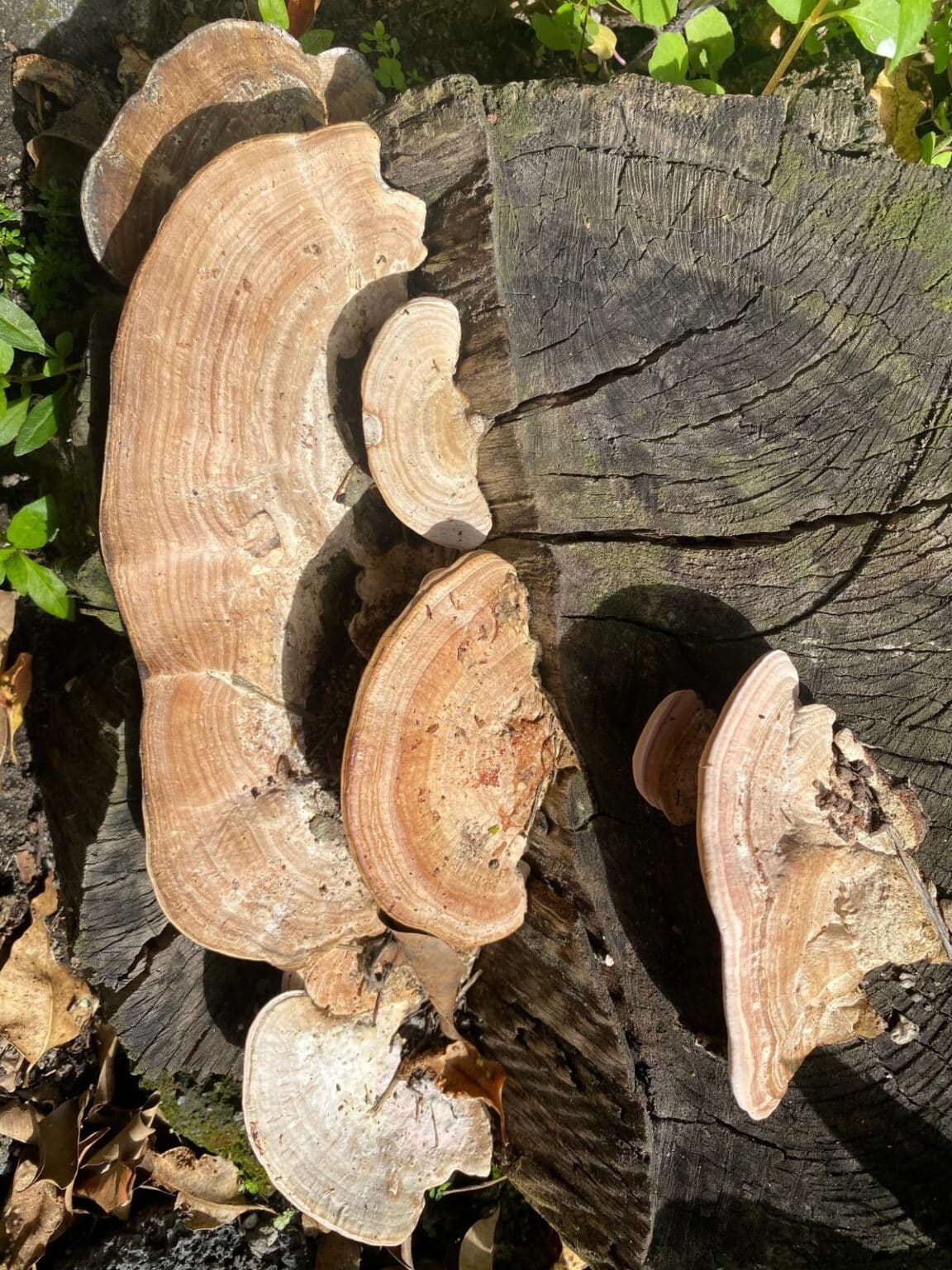 Thin Walled Maze Polypore: Identification and Uses - Mushroom Appreciation