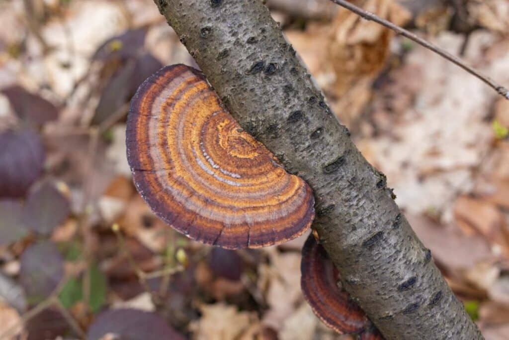 Thin Walled Maze Polypore: Identification and Uses - Mushroom Appreciation