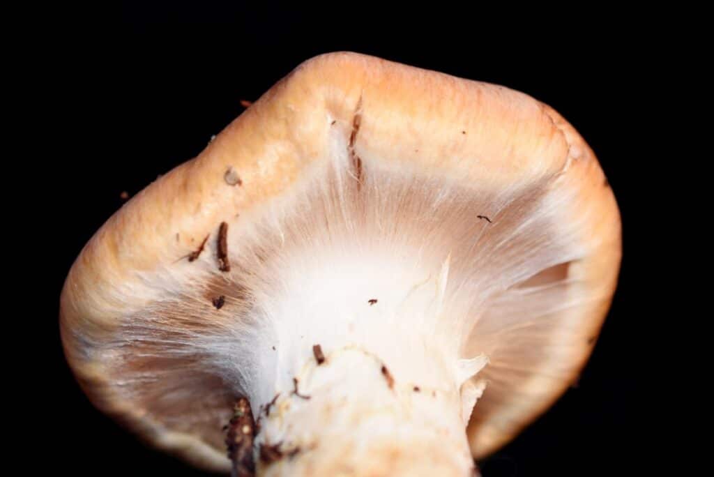 Mushroom Veils: Universal and Partial Veils Explained - Mushroom ...