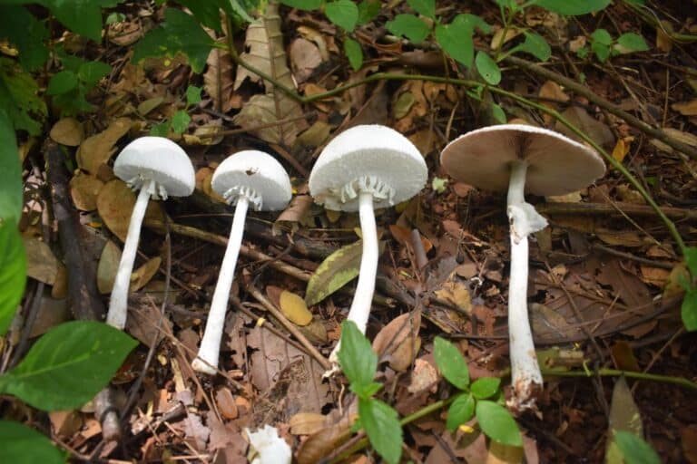 Mushroom Veils: Universal and Partial Veils Explained - Mushroom ...