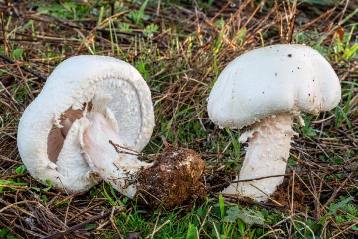 Mushroom Veils: Universal and Partial Veils Explained - Mushroom ...