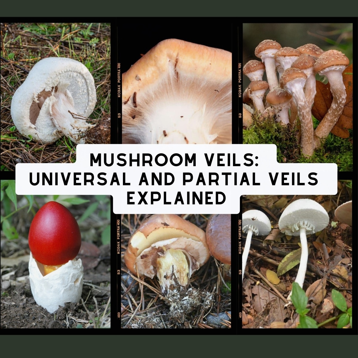 25 Top Edible Mushroom Species in North America - Mushroom Appreciation