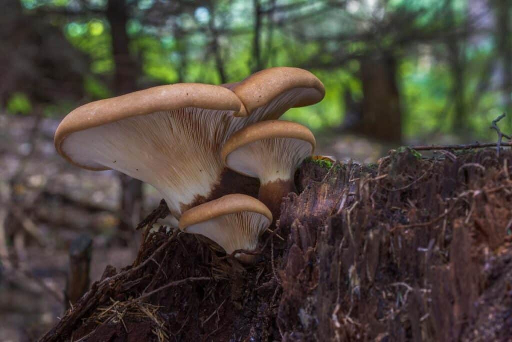 Velvet Roll-Rim Mushroom: Identification and Lookalikes - Mushroom ...