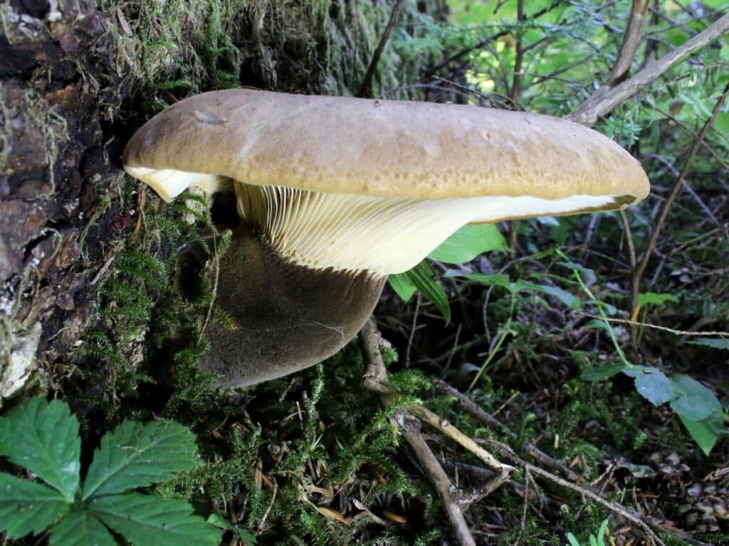 Velvet Roll-Rim Mushroom: Identification and Lookalikes - Mushroom ...