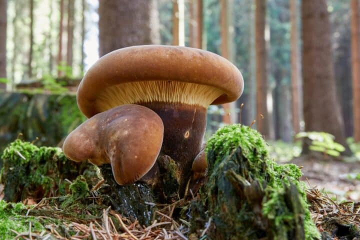 Velvet Roll-Rim Mushroom: Identification and Lookalikes - Mushroom ...