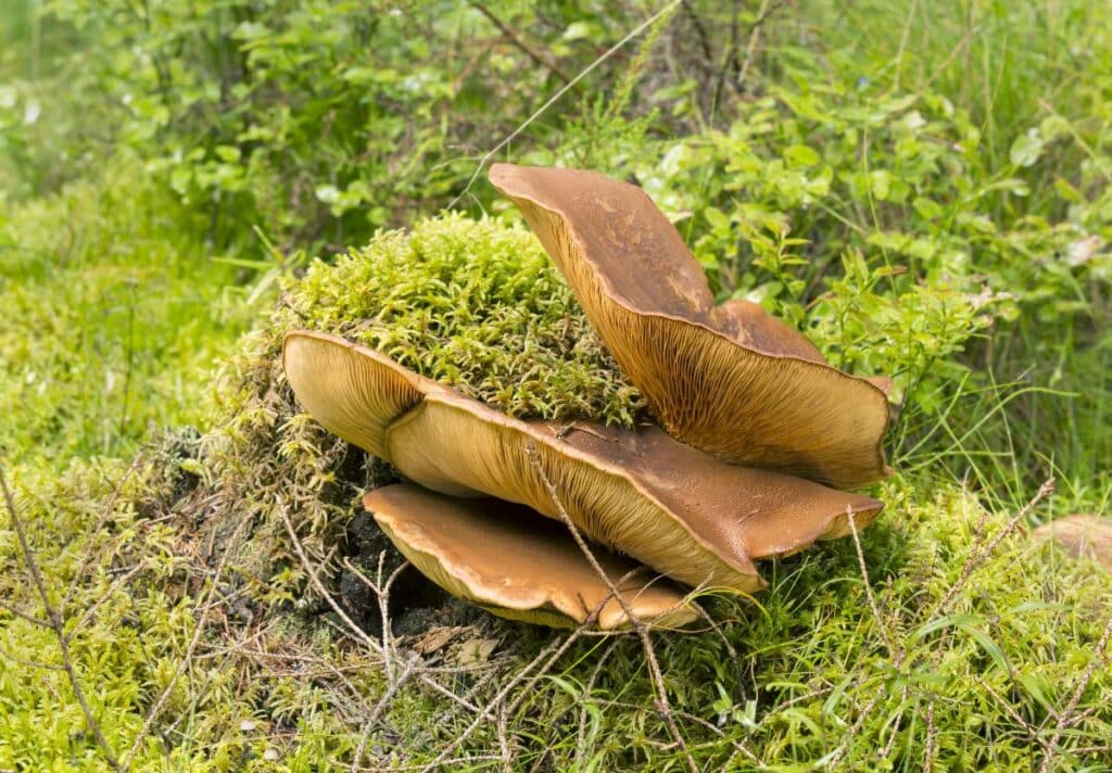 Velvet Roll-Rim Mushroom: Identification and Lookalikes - Mushroom ...