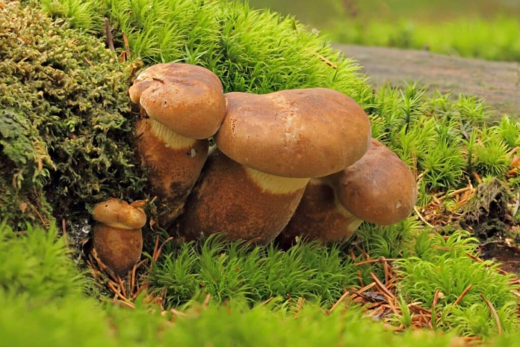 Velvet Roll-Rim Mushroom: Identification and Lookalikes - Mushroom ...