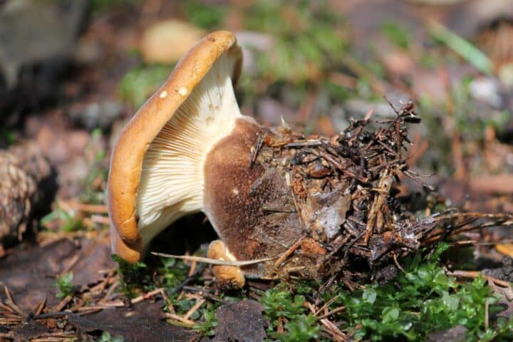 Velvet Roll-Rim Mushroom: Identification and Lookalikes - Mushroom ...