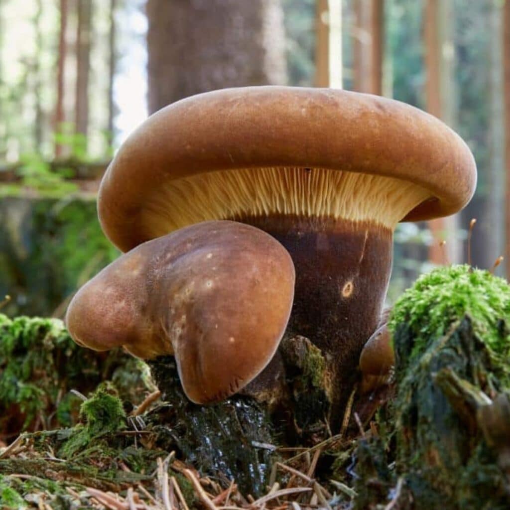 Guide To Candy Caps: The Maple Syrup Mushroom - Mushroom Appreciation