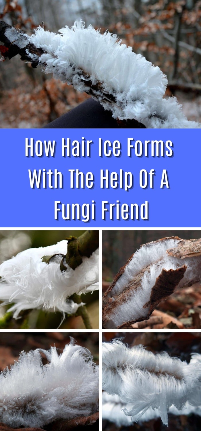 How Hair Ice Forms With The Help Of A Fungi Friend - Mushroom Appreciation