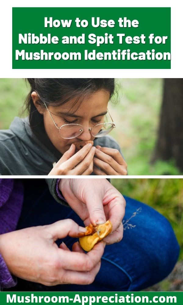 How to Use the Nibble and Spit Test for Mushroom Identification ...