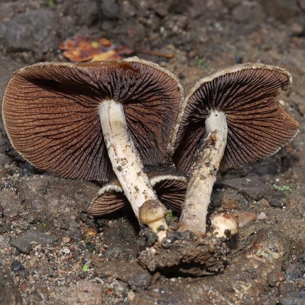 Weeping Widow Mushroom: Identification and Lookalikes - Mushroom ...