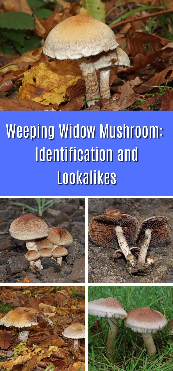 Weeping Widow Mushroom: Identification and Lookalikes - Mushroom ...