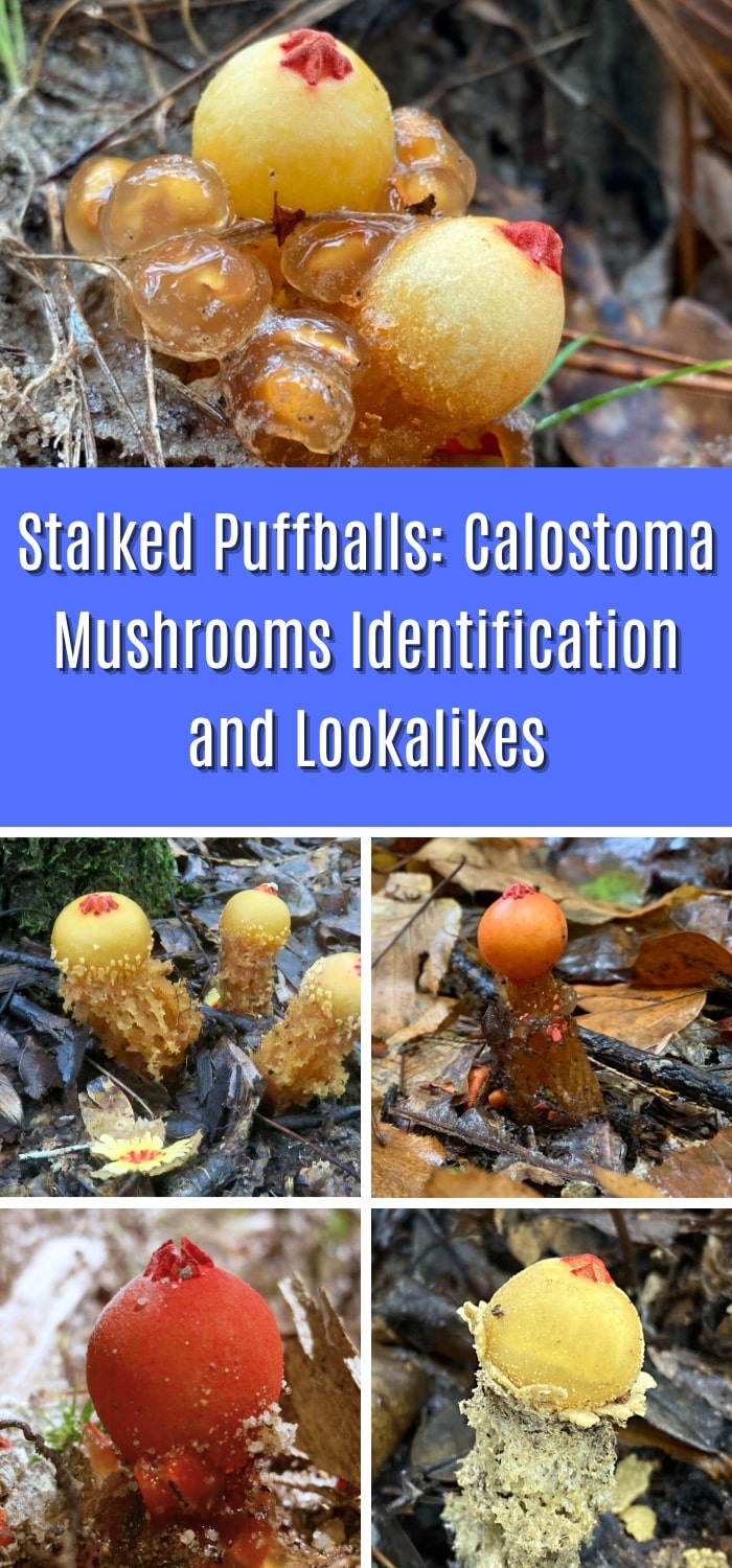 Stalked Puffballs: Calostoma Mushrooms Identification and Lookalikes ...