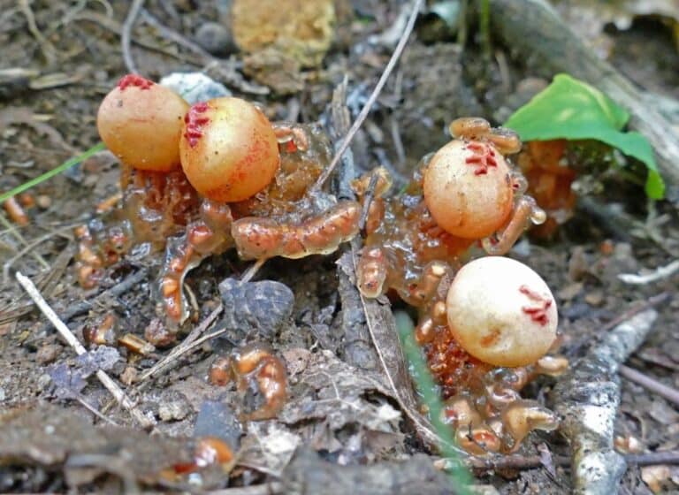 Stalked Puffballs: Calostoma Mushrooms Identification and Lookalikes ...