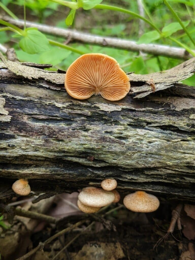 Orange Crep Mushroom: Identification and Lookalikes - Mushroom Appreciation