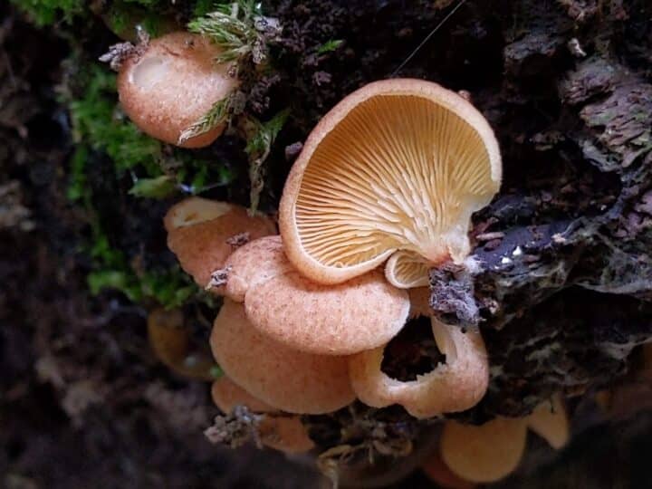 Orange Crep Mushroom: Identification and Lookalikes - Mushroom Appreciation