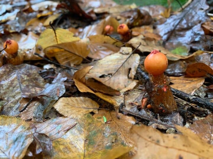 Stalked Puffballs: Calostoma Mushrooms Identification and Lookalikes ...