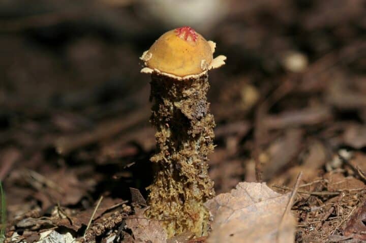 Stalked Puffballs: Calostoma Mushrooms Identification and Lookalikes ...