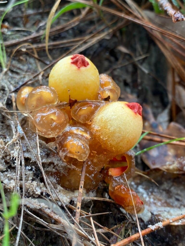 Stalked Puffballs: Calostoma Mushrooms Identification and Lookalikes ...