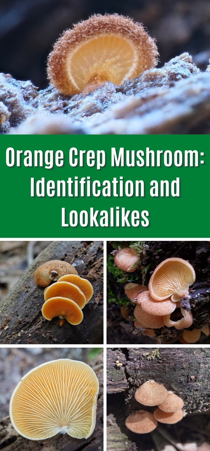 Orange Crep Mushroom: Identification and Lookalikes - Mushroom Appreciation