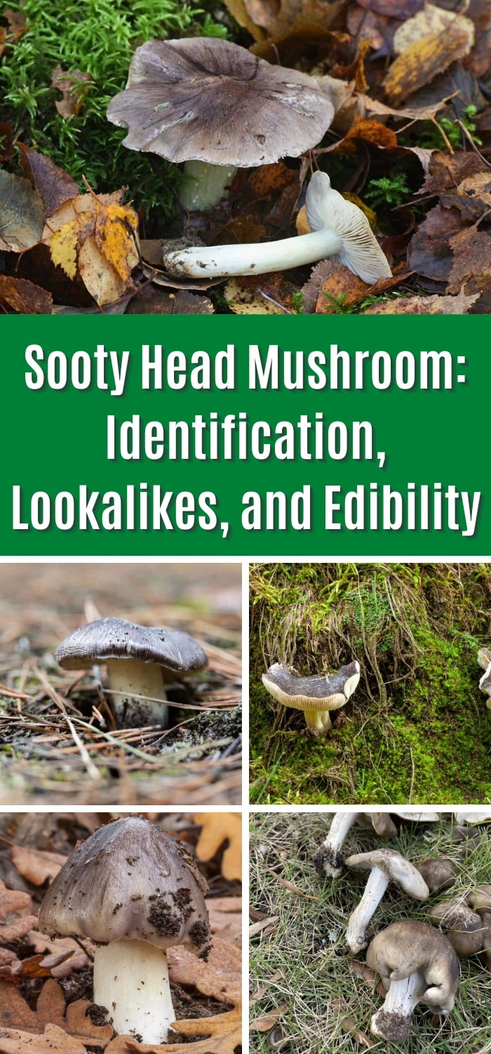 Sooty Head Mushroom: Identification, Lookalikes, and Edibility ...
