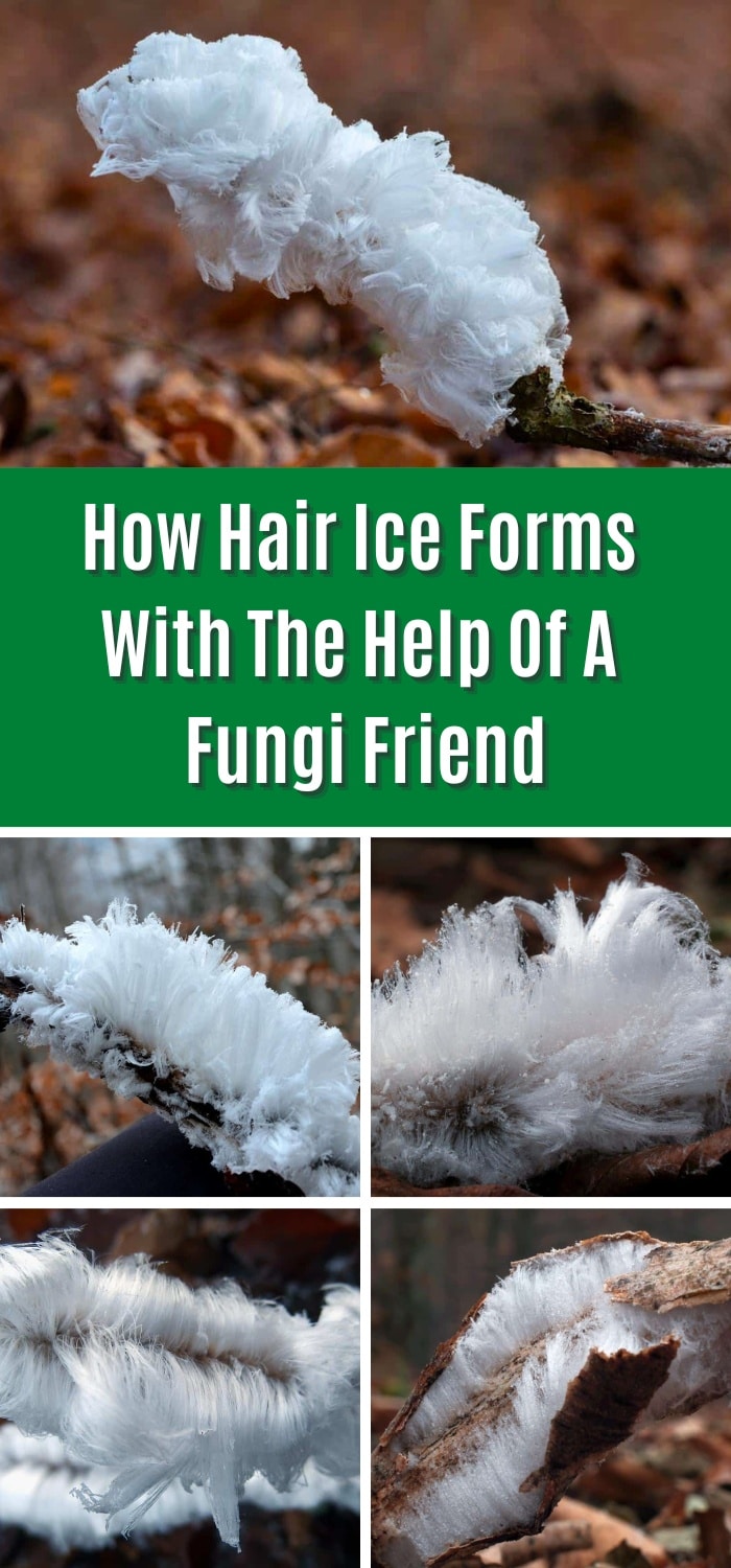 How Hair Ice Forms With The Help Of A Fungi Friend - Mushroom Appreciation