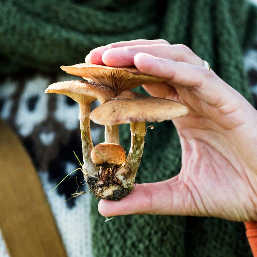 How to Use the Nibble and Spit Test for Mushroom Identification ...