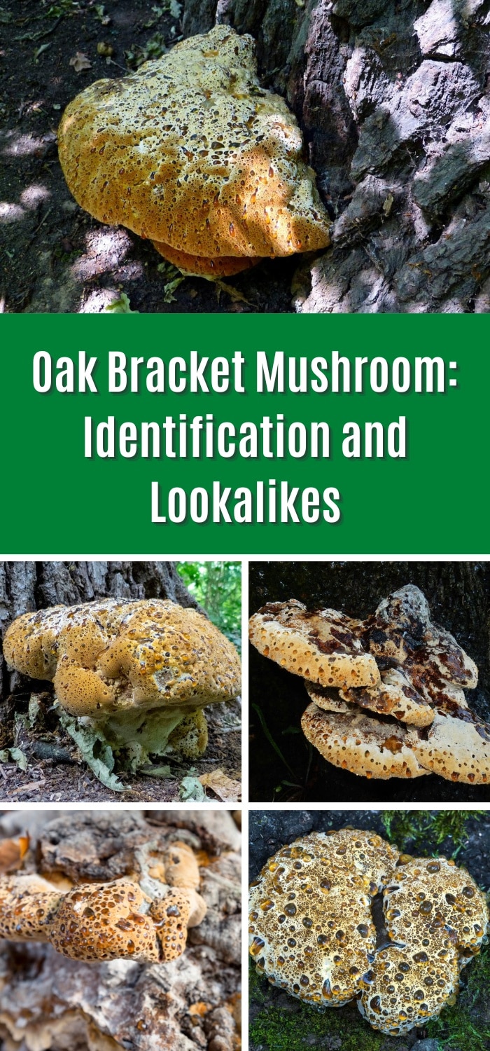 Oak Bracket Mushroom: Identification and Lookalikes - Mushroom Appreciation