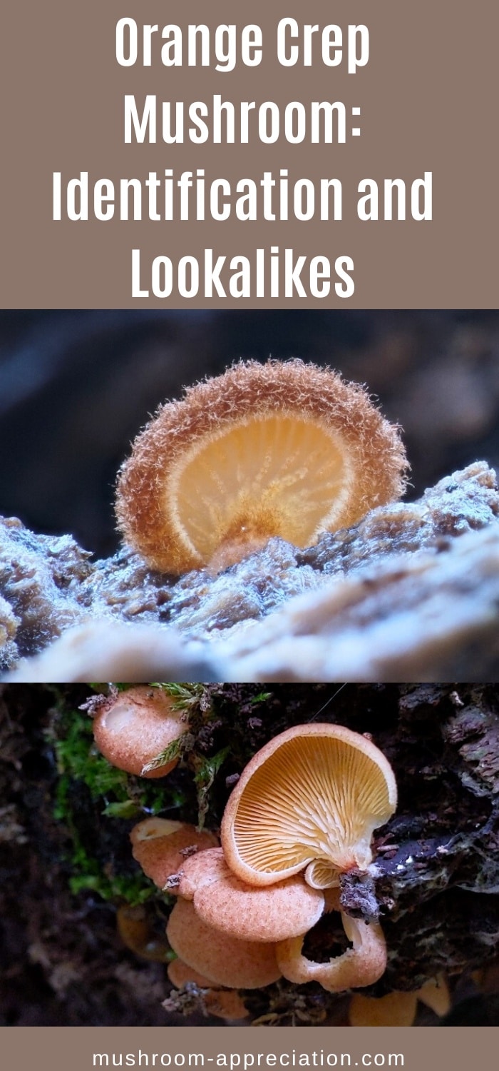 Orange Crep Mushroom: Identification and Lookalikes - Mushroom Appreciation