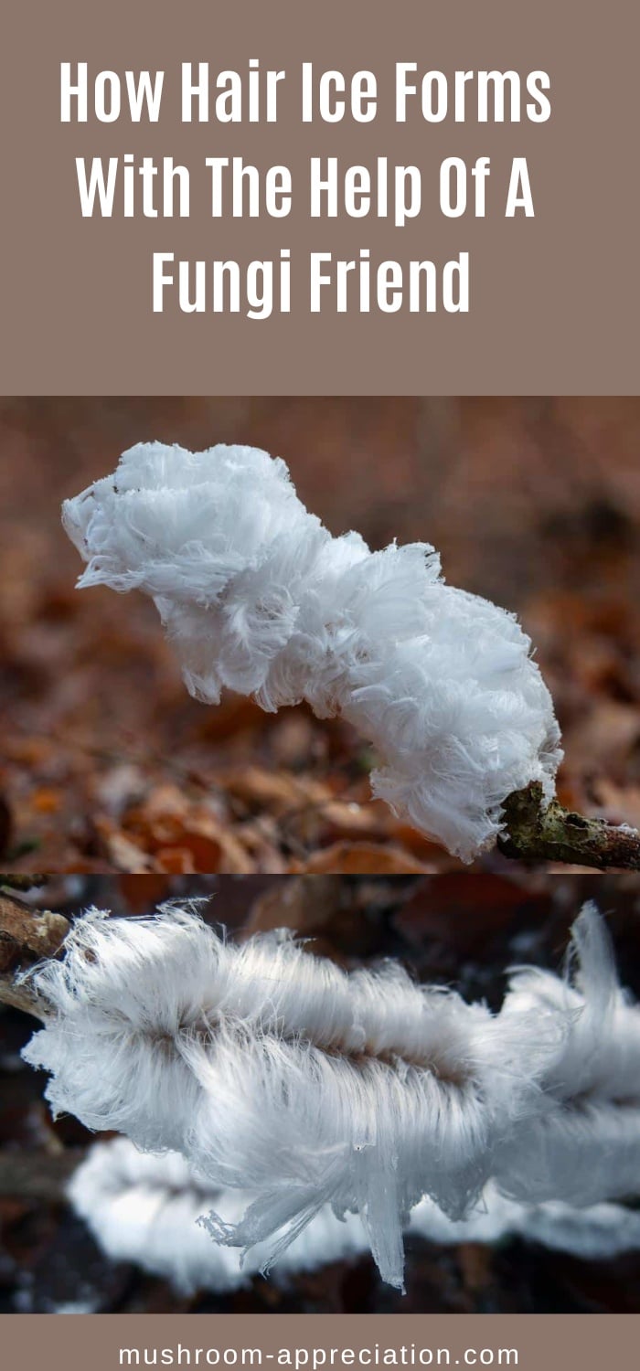 How Hair Ice Forms With The Help Of A Fungi Friend - Mushroom Appreciation