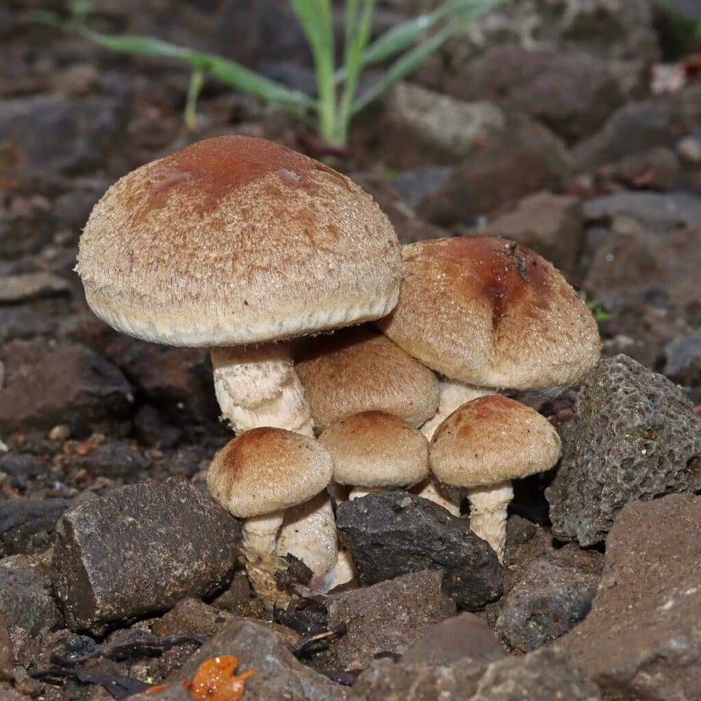 Weeping Widow Mushroom: Identification and Lookalikes - Mushroom ...