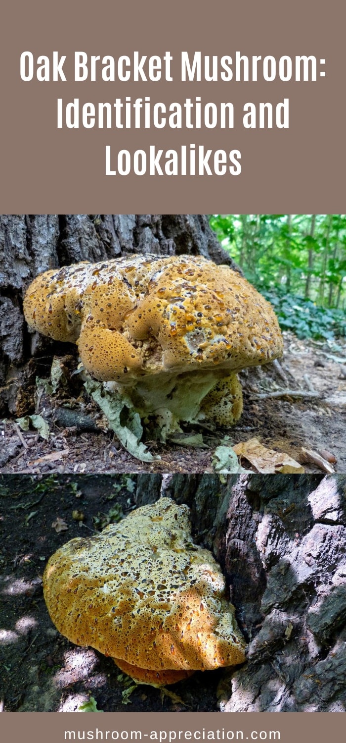 Oak Bracket Mushroom: Identification and Lookalikes - Mushroom Appreciation