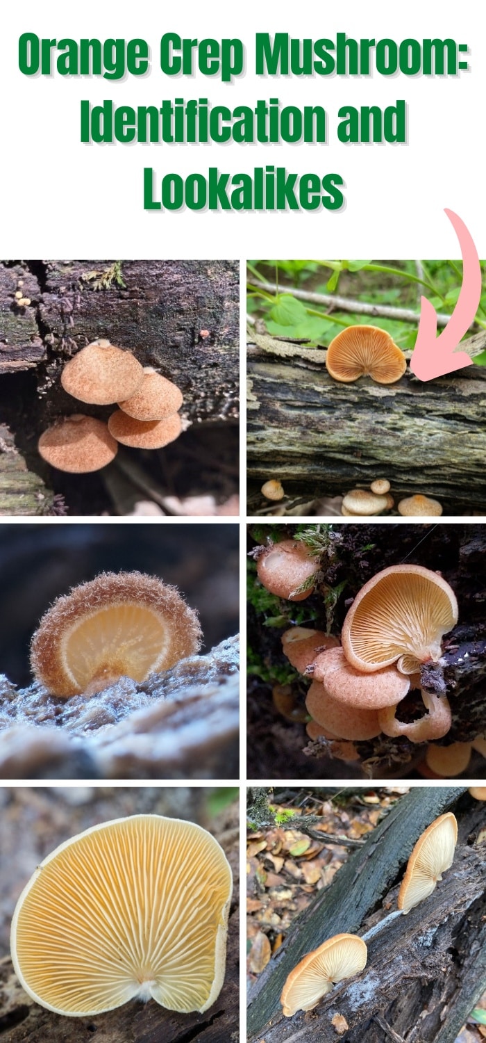 Orange Crep Mushroom: Identification and Lookalikes - Mushroom Appreciation