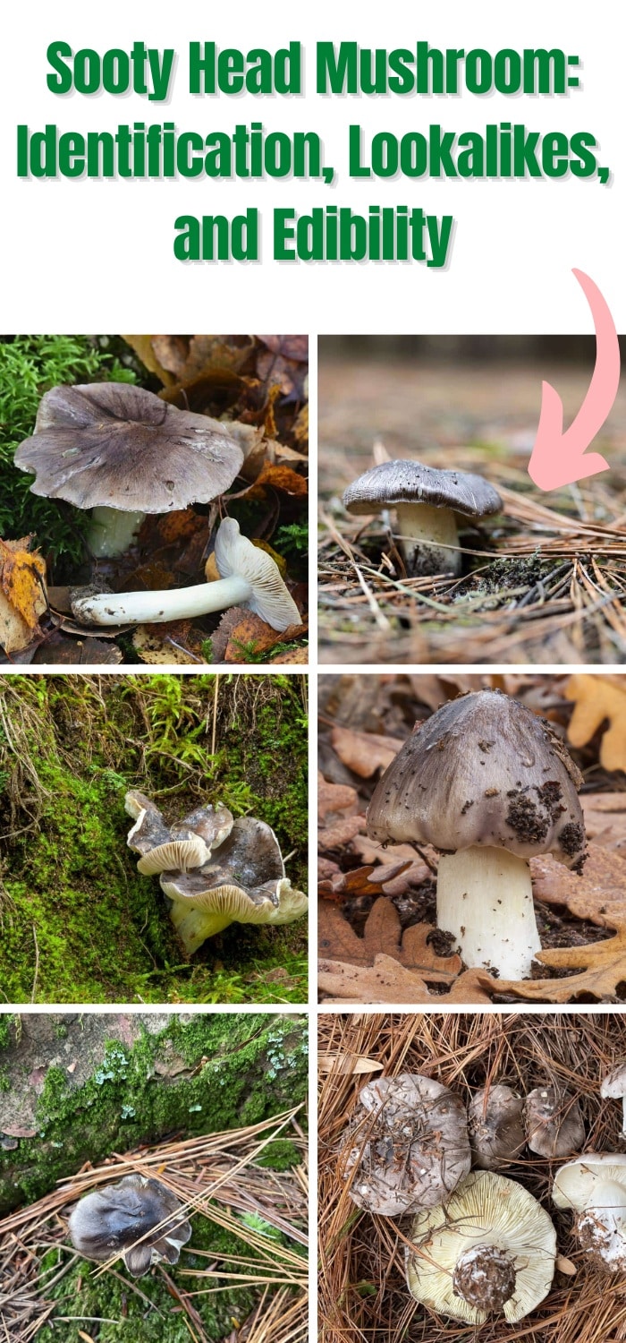 Sooty Head Mushroom: Identification, Lookalikes, and Edibility ...