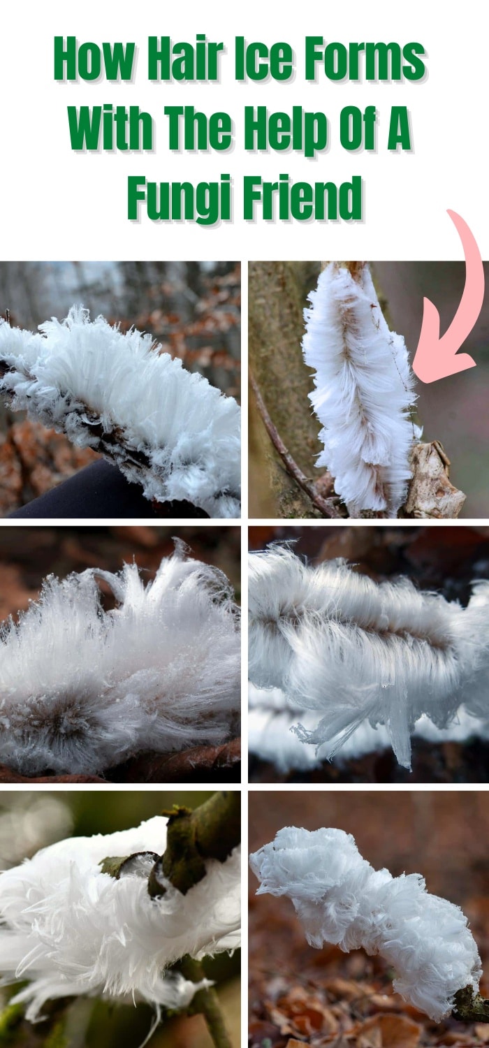 How Hair Ice Forms With The Help Of A Fungi Friend - Mushroom Appreciation