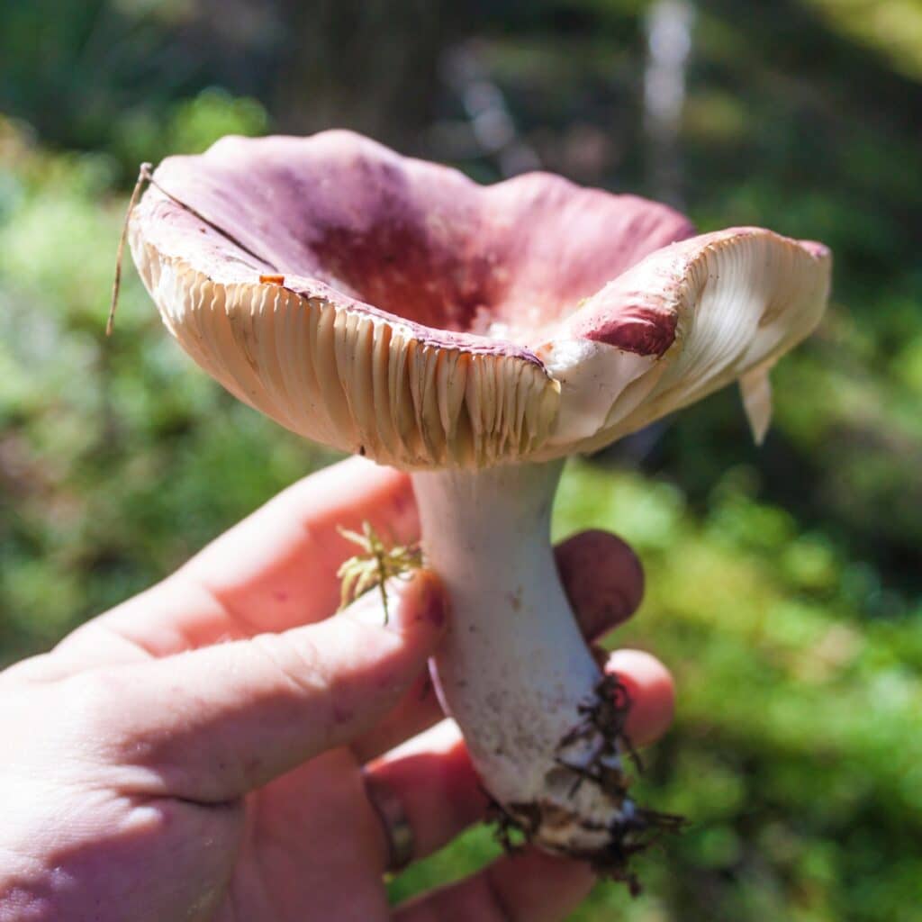 How to Use the Nibble and Spit Test for Mushroom Identification ...