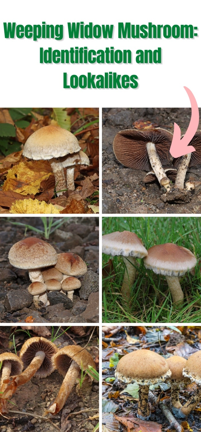 Weeping Widow Mushroom: Identification and Lookalikes - Mushroom ...