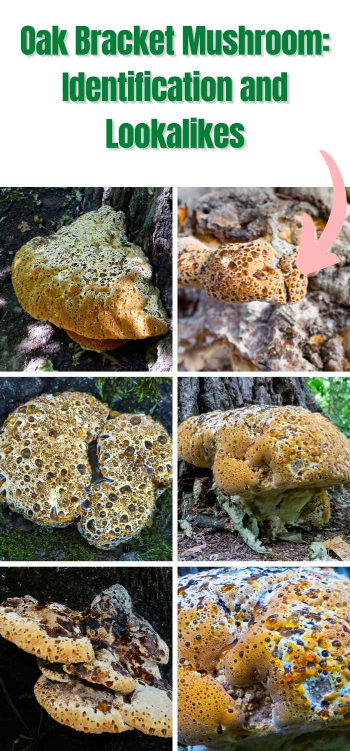 Oak Bracket Mushroom: Identification and Lookalikes - Mushroom Appreciation