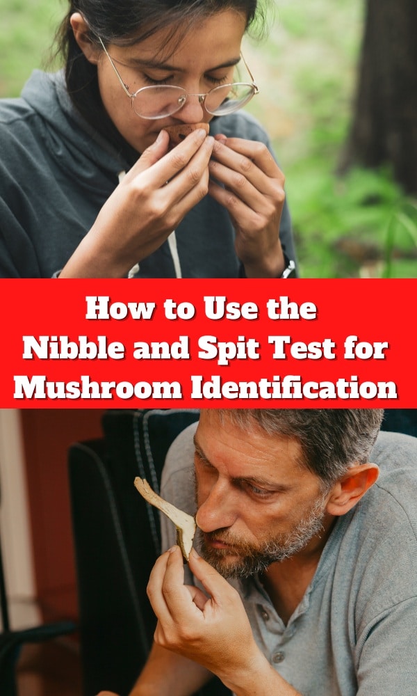 How to Use the Nibble and Spit Test for Mushroom Identification ...