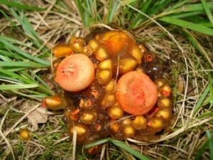 Stalked Puffballs: Calostoma Mushrooms Identification and Lookalikes ...