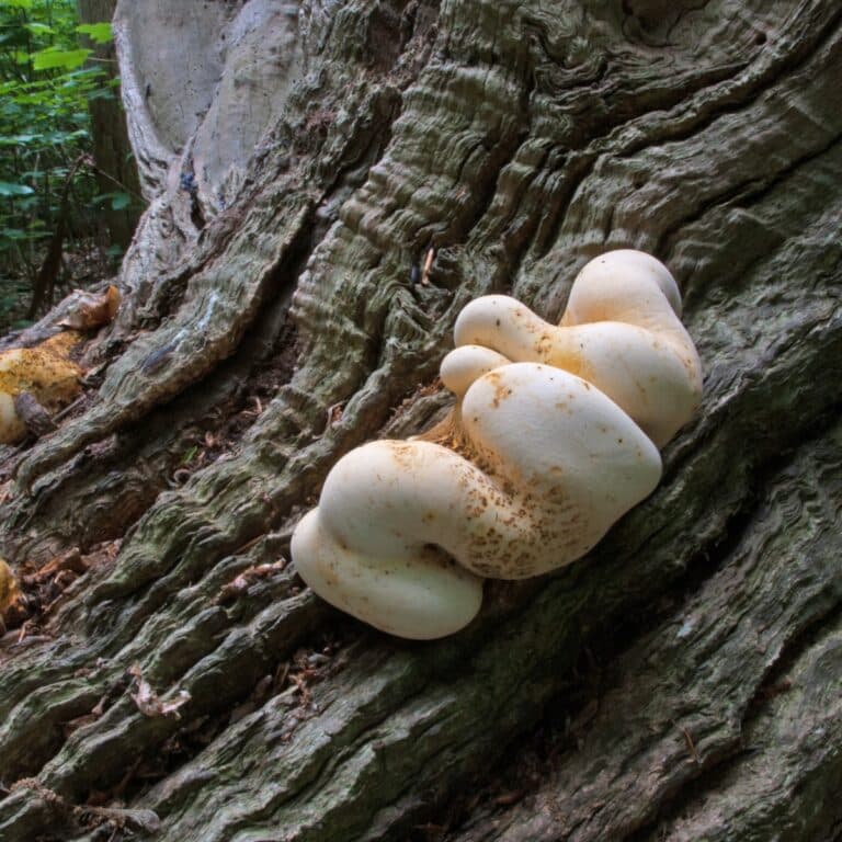 Oak Bracket Mushroom: Identification and Lookalikes - Mushroom Appreciation