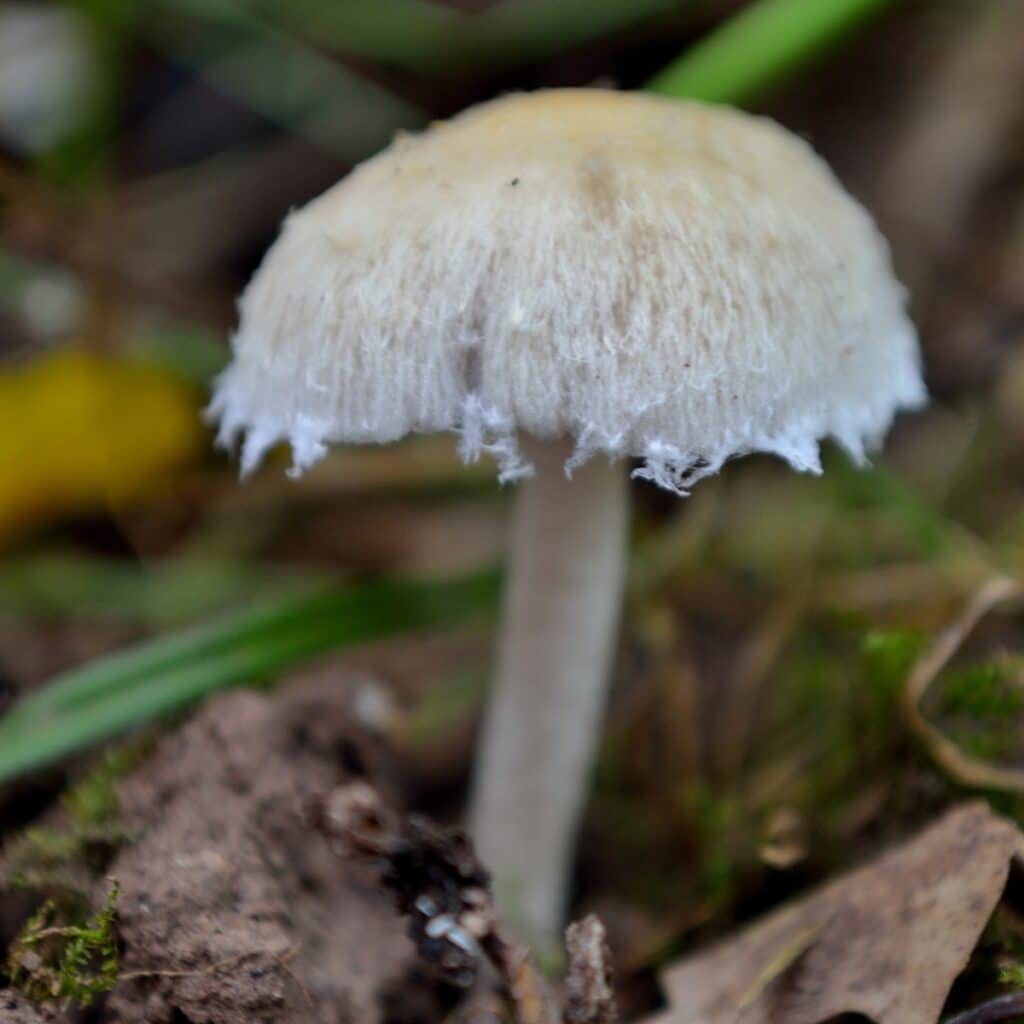 Weeping Widow Mushroom: Identification and Lookalikes - Mushroom ...