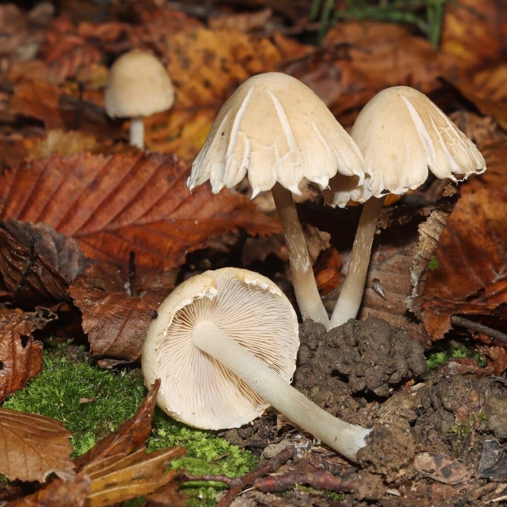 Weeping Widow Mushroom: Identification and Lookalikes - Mushroom ...