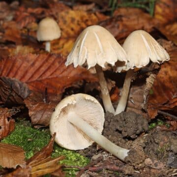 Weeping Widow Mushroom: Identification and Lookalikes - Mushroom ...